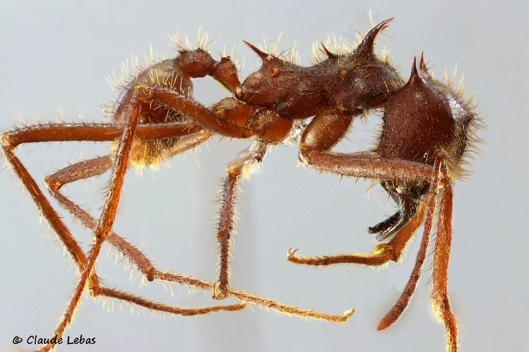 fourmis du Mexique: Atta cephalotes