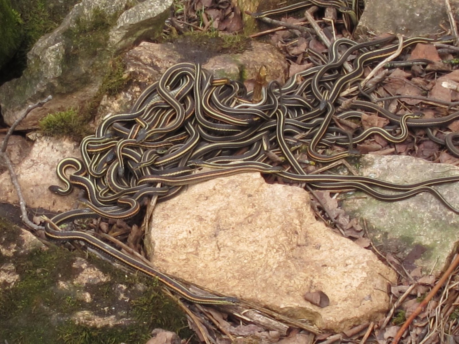 Ricks Extra Long Summer . . . .: Snakes, scones, Big Mosquitos and ...