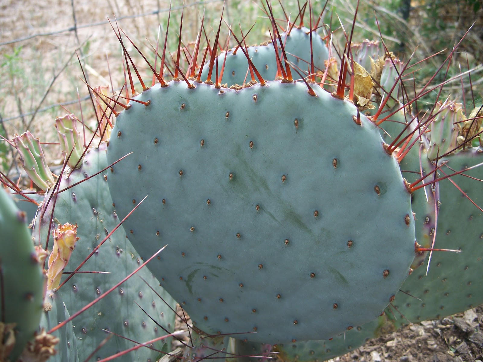 Black-Spined Prickly Pear