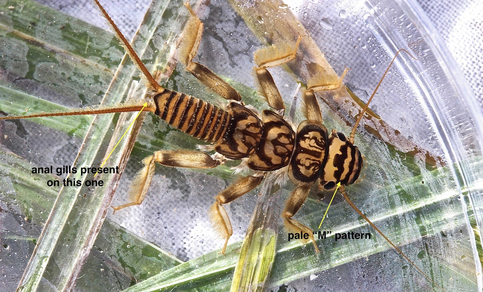 Aquatic Insects of Central Virginia: A "Cheat Sheet" for "Common stonefly" genera (Perlidae)