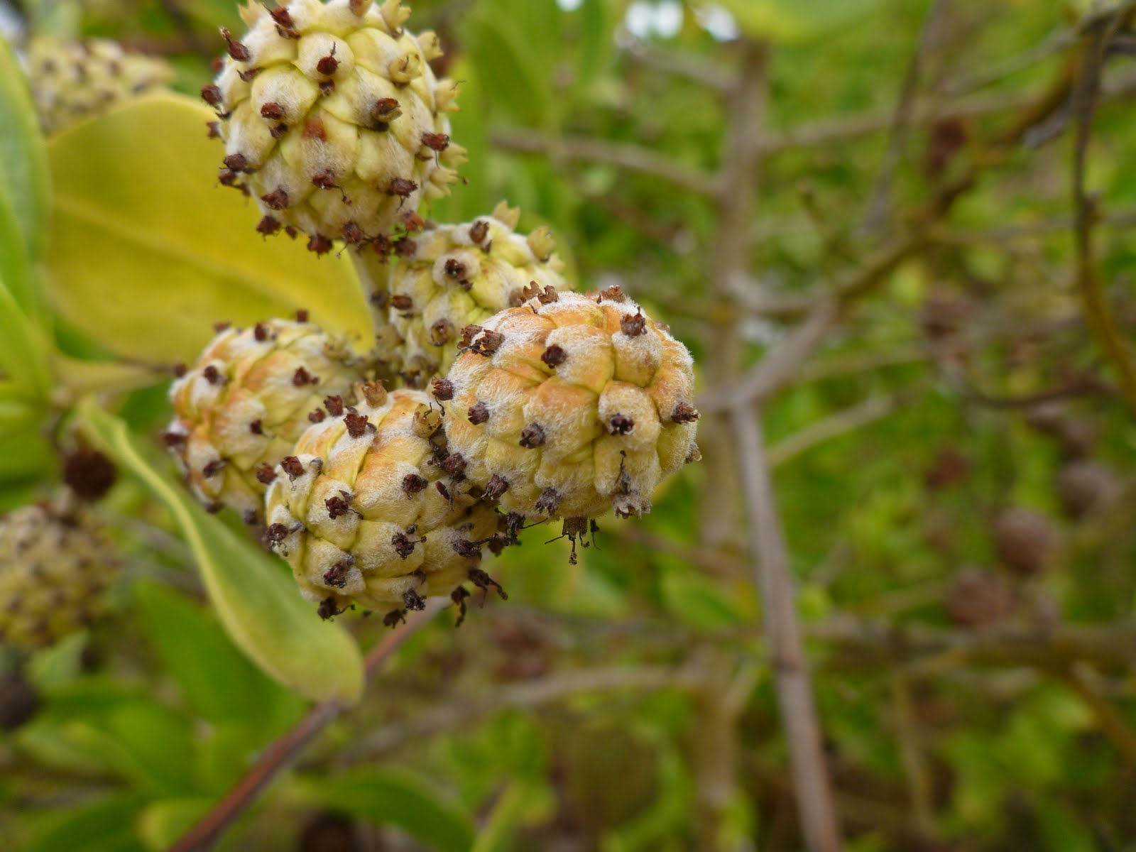 TravelMarx: Binomen Art - Mangrove