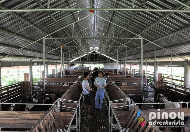 A Delightful Farm Tour at JSJ Goat Farm in Gerona, Tarlac | Blogs ...