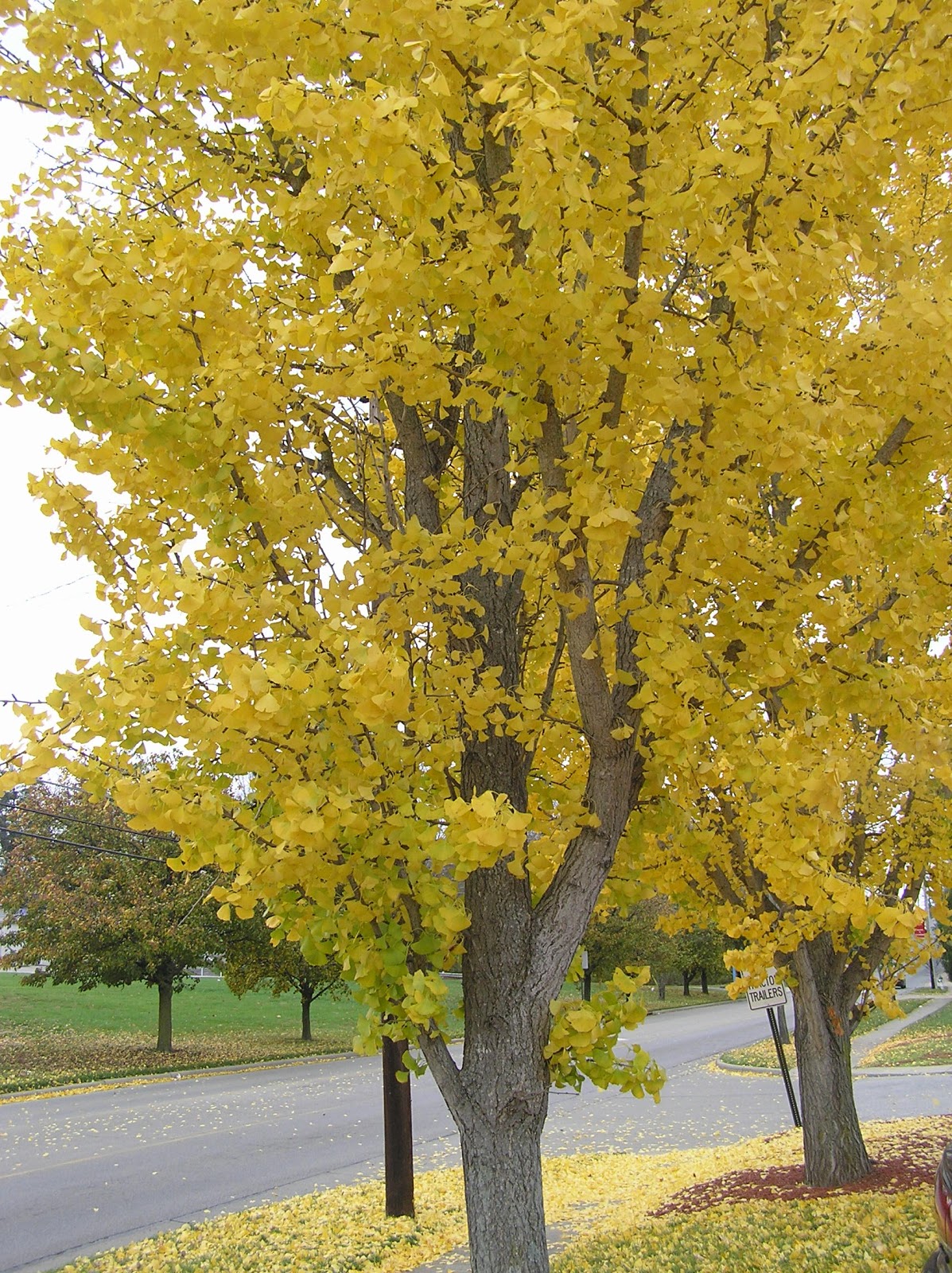 Splendid Little Stars: xanthic