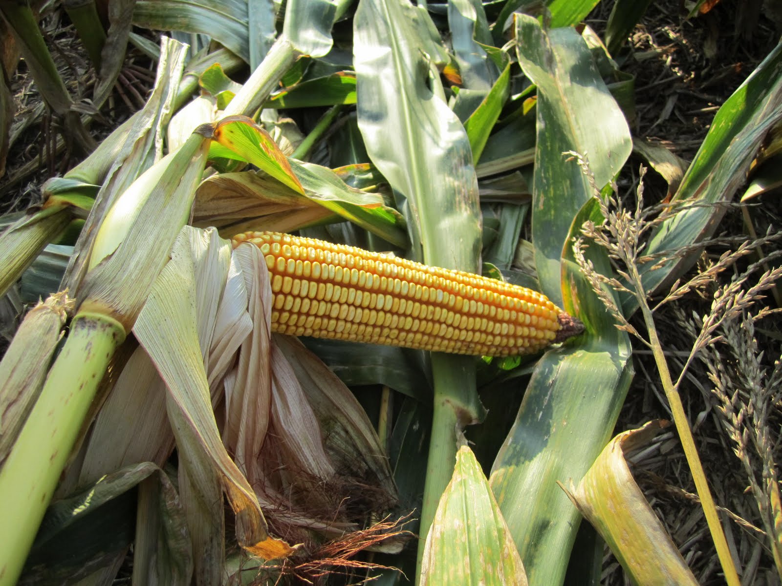 Grain Crops Update: Corn Stalks Getting Weaker
