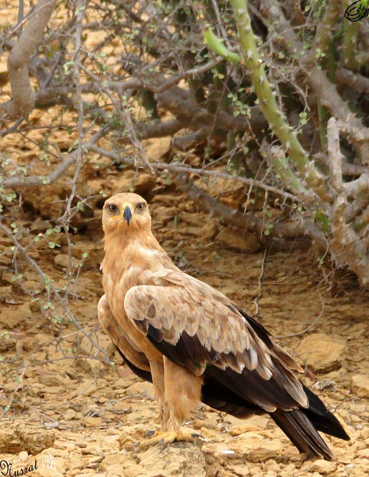 Beautiful Birds of Pakistan - 3 ~ Jaho Jalal