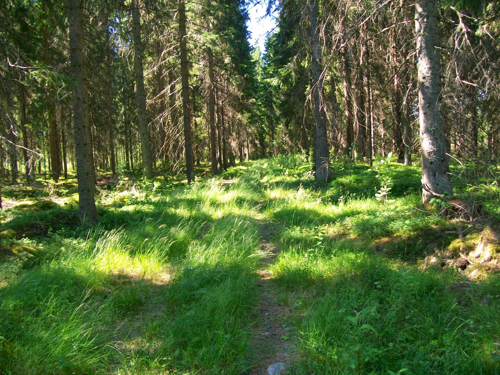 wendelainorberg: Kom med på skogspromenad utanför Norberg, Västmanland..