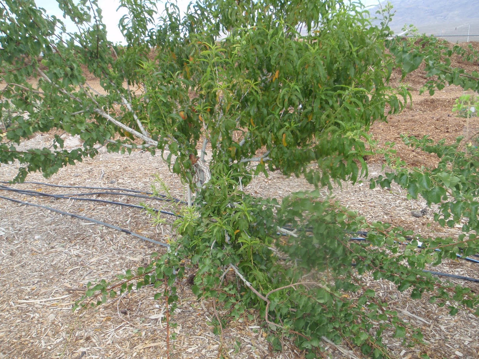 Xtremehorticulture of the Desert: What's Happening In The Orchard In ...