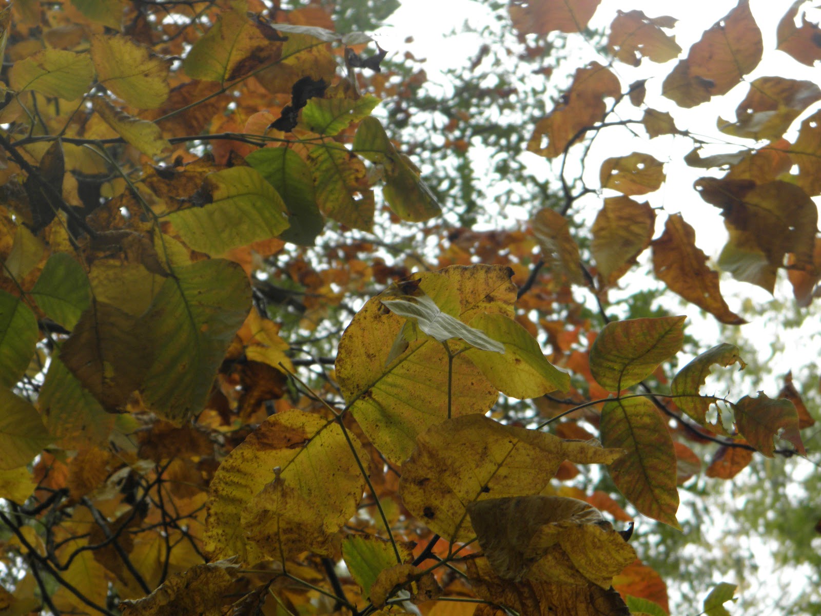 Fall Day October 8th, 2012