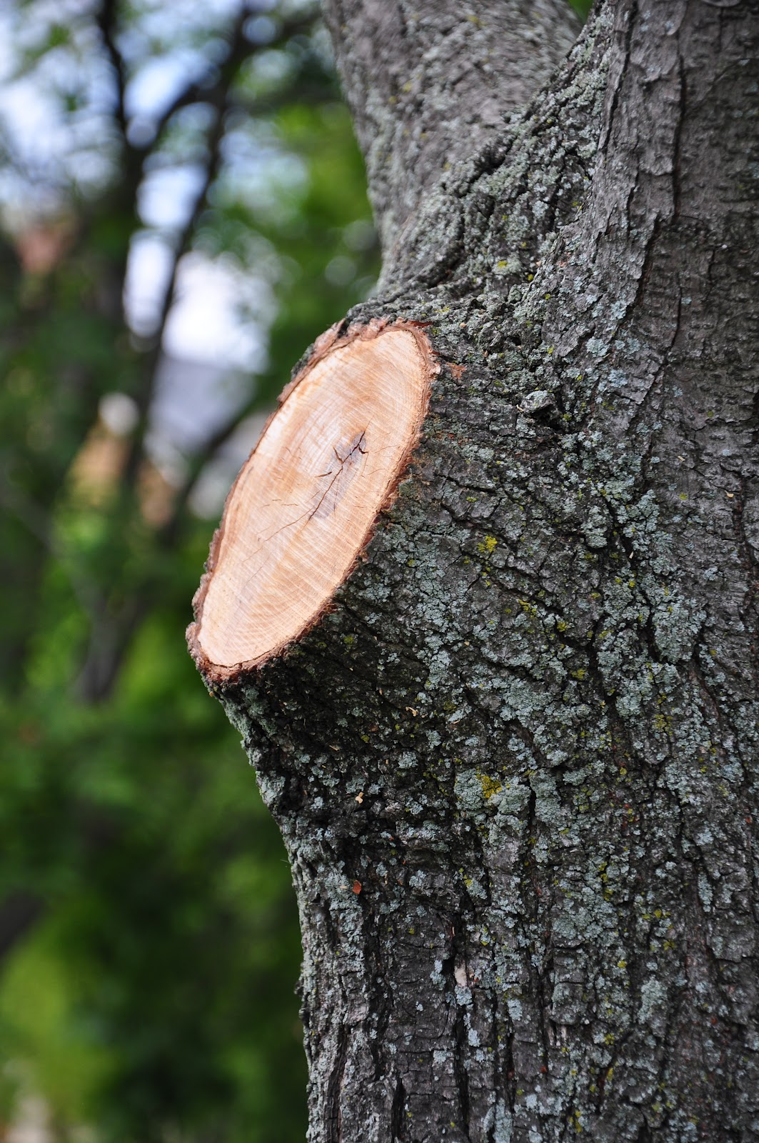 UMD Arboretum and Botanical Garden: A Day With Dr. Alex Shigo
