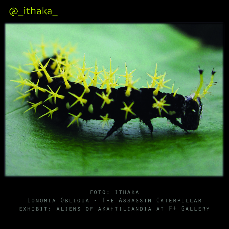Insects Of The Atlantic Forest (Mata Atlântica) Photographed By: Ithaka ...