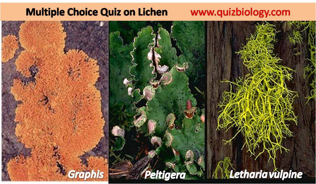 Mutualism Examples Lichen