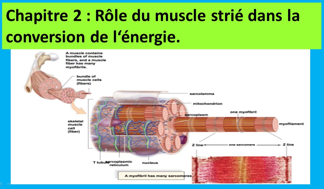 2BAC SVT inter Chapitre 2 : Rôle du muscle strié dans la conversion de ...