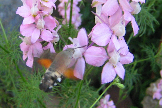 Blind Love: Life in Pictures - Hard to catch