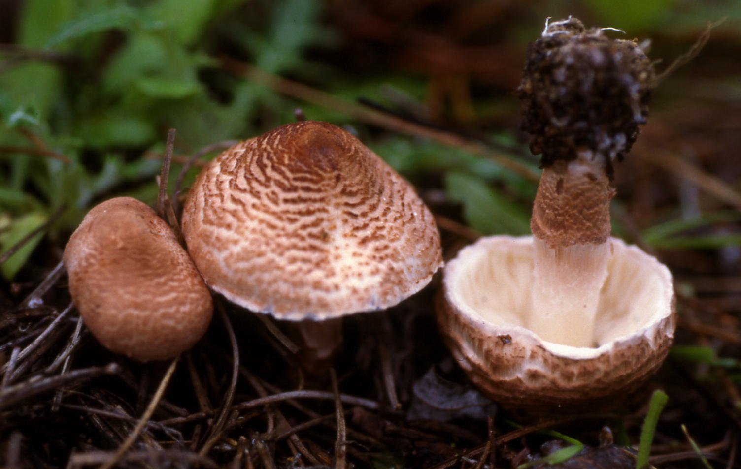 Setas Extremadura : Lepiota Helveola