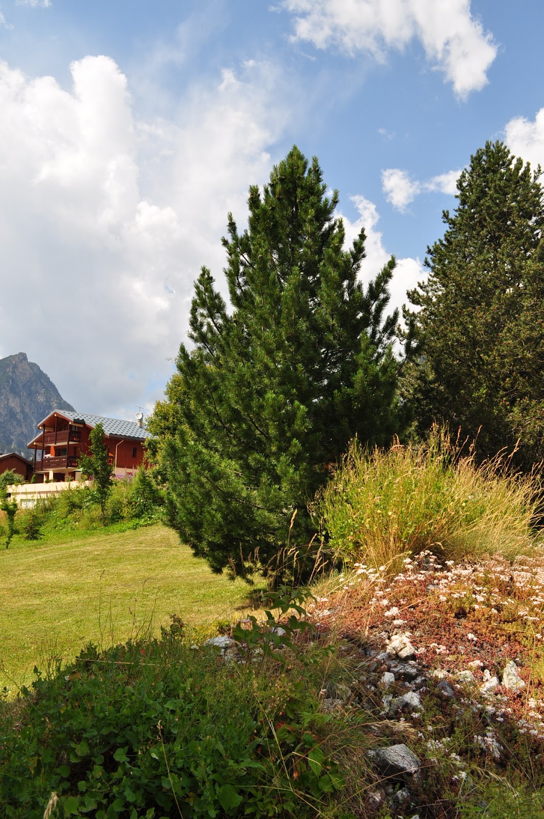 jardin de la sauvagine 2: Le pin cembro (Pinus cembra L.), ou Pin arolle.