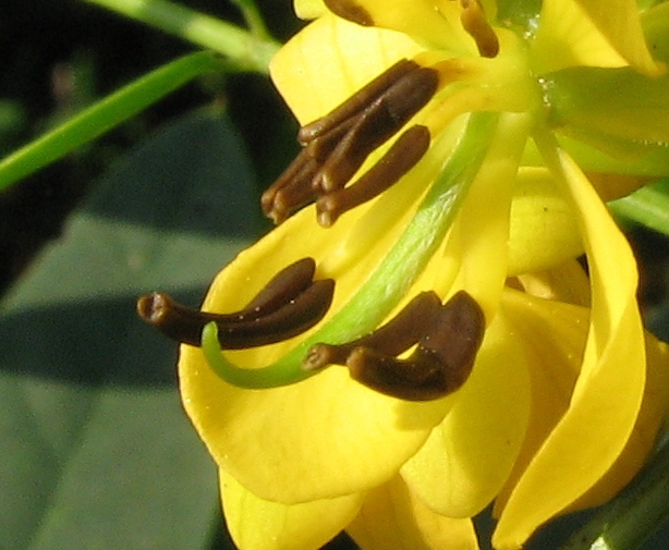 Pollinators: Buzz Pollination of Fabaceae Flowers