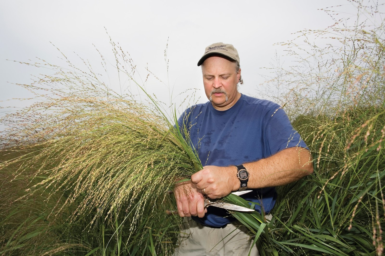 Blades Newsletter: Cenusa Bioenergy: Plant Breeders Increase ...