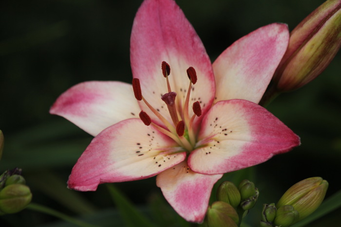 Marits hagedagbok: Litt av hvert...