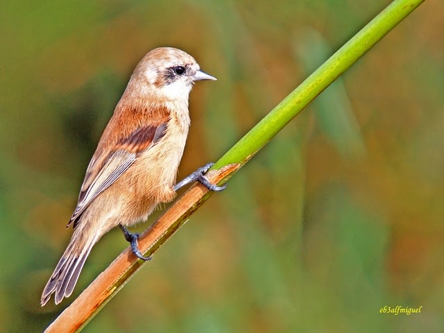 Miguel fotografia: Pájaro moscón europeo (Remiz pendulinus)