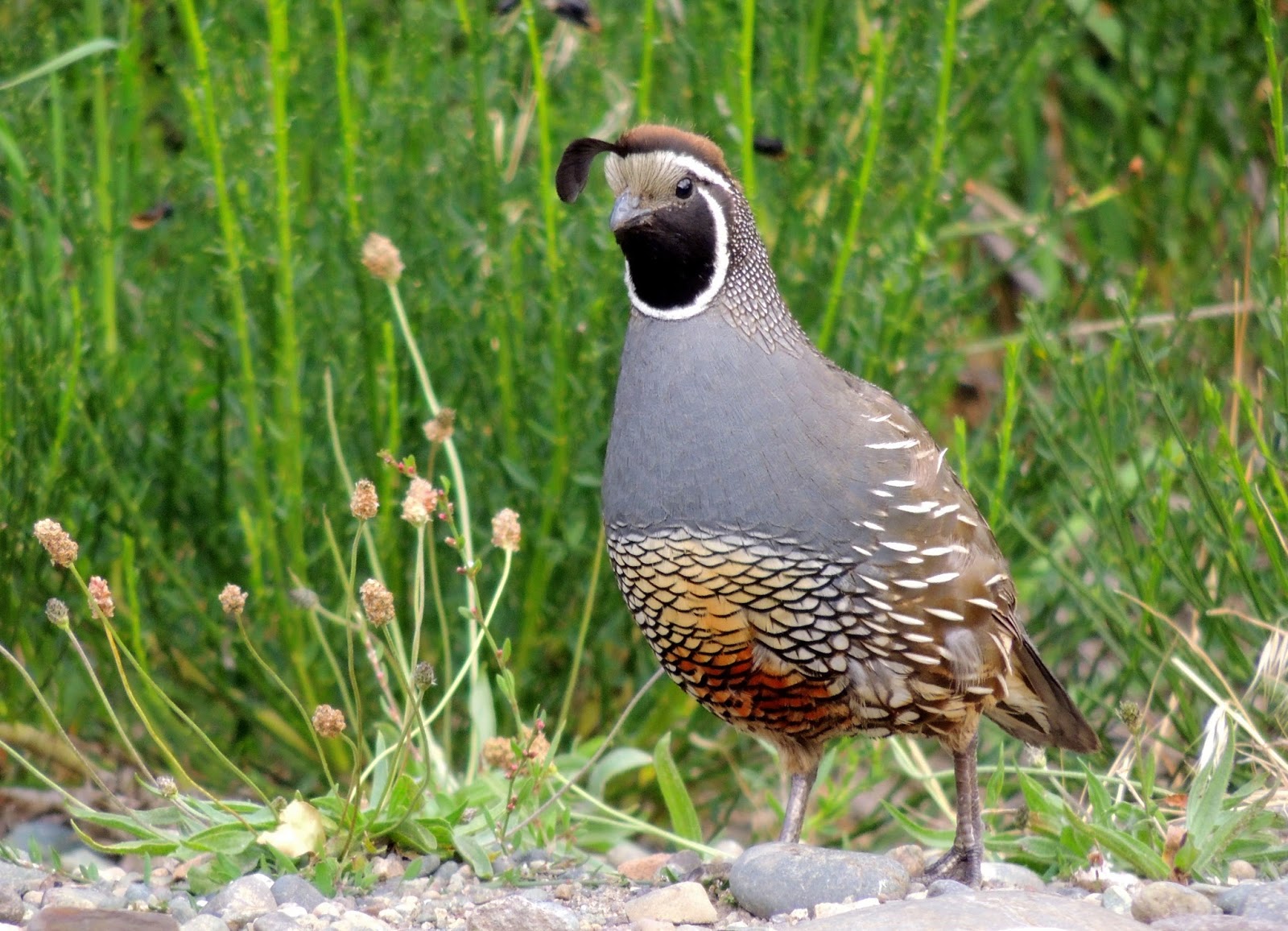 CIENCIAS NATURALES 1 OJA: AVES