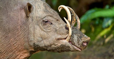 Phantoms and Monsters - Real Cryptid Encounter Reports - Fortean ...