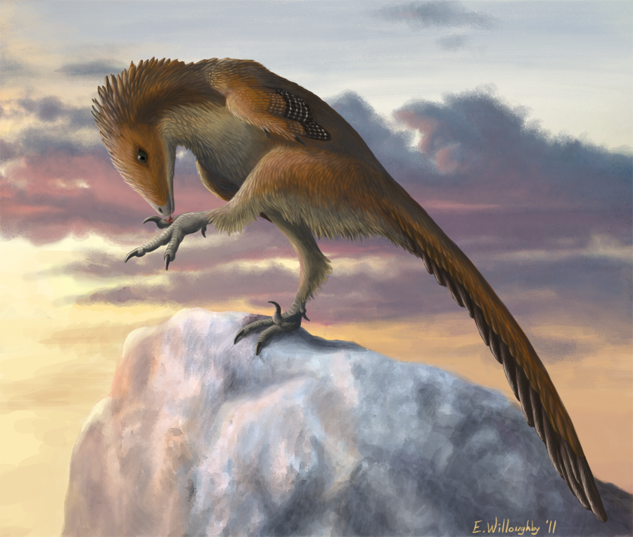 ART Evolved: Life's Time Capsule: The Feathered Dinosaur Gallery