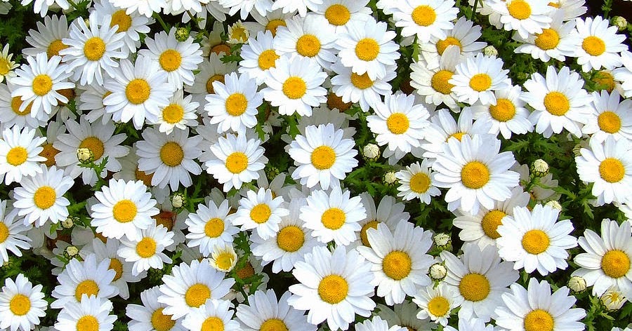 Fantastis 10+ Gambar Bunga Aster Di Kebun - Gambar Bunga Indah