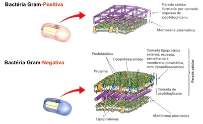 a tricolina biologa: Procariontes