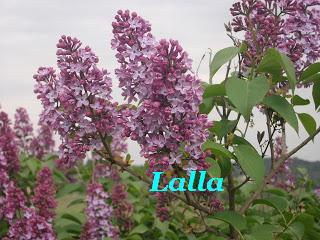 Magica Natura: IL LILLA'