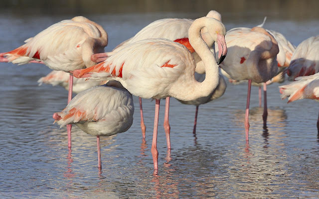 Big Birds Wallpapers - Various Bird Species