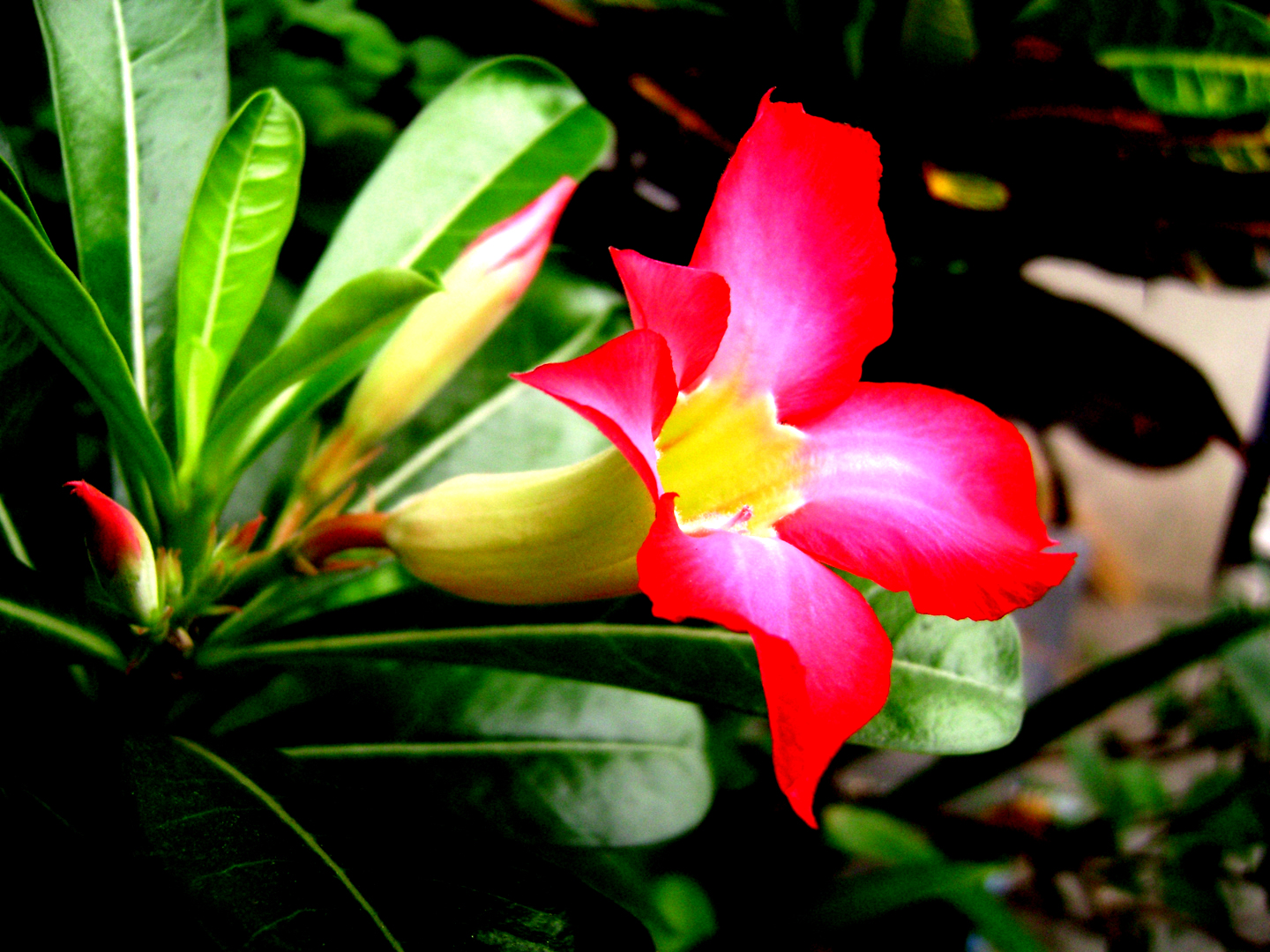 of flowers and of verses: desert rose