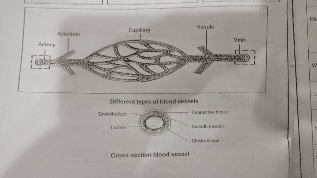 BIOLOGY SCORE A+: Structure of Human Blood