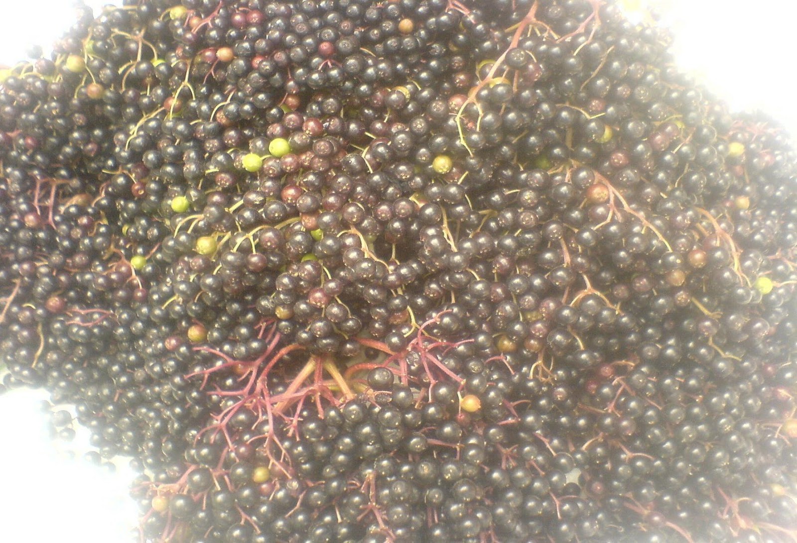 Dulceata de soc | Preparatedevis.ro