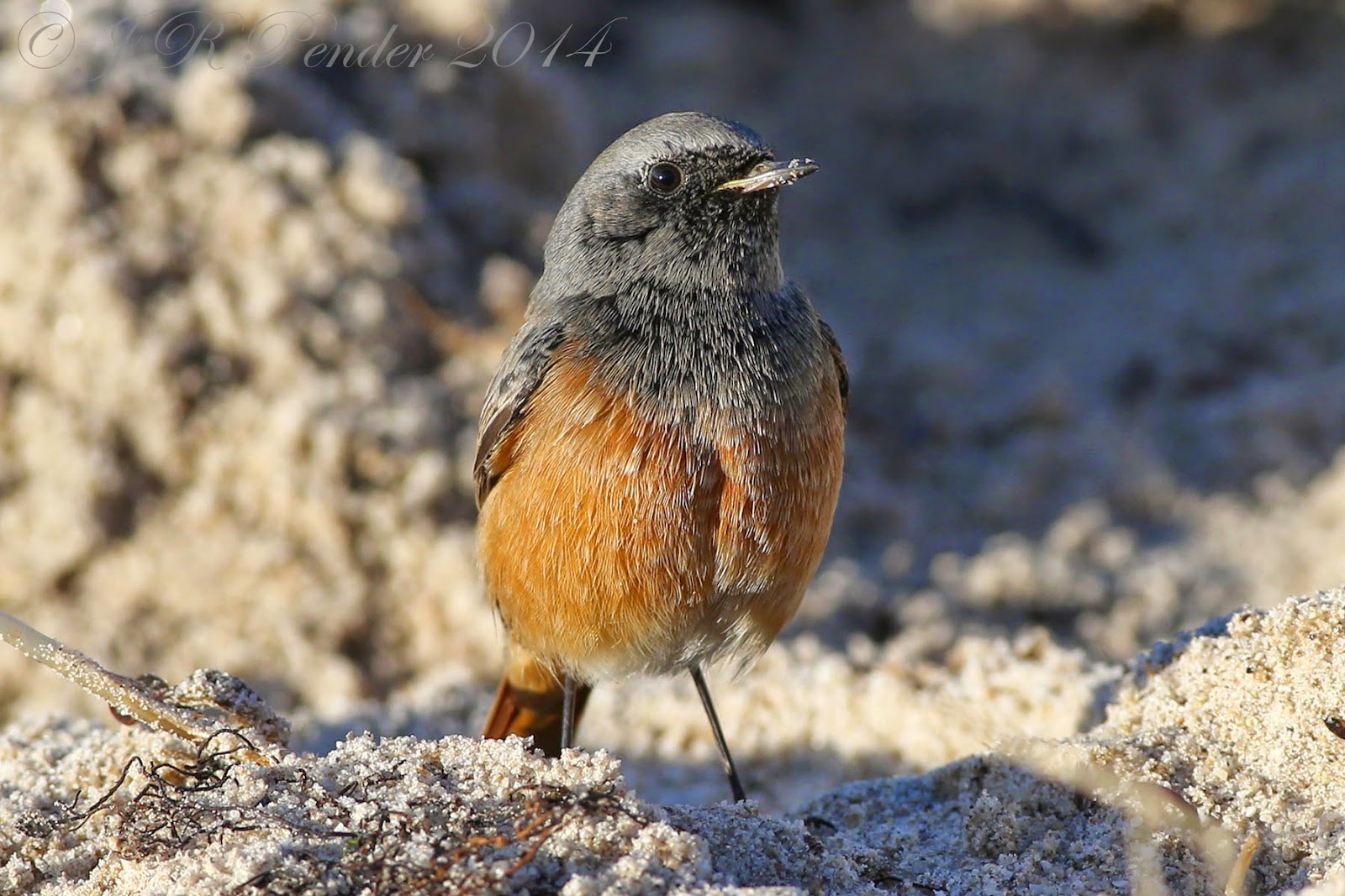 Joe Pender Wildlife Photography: Kashmir Redstart / Eastern Black Redstart