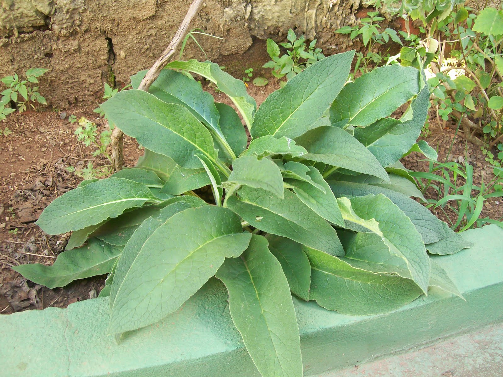 Uma semente por dia: Plantas medicinais: confrei