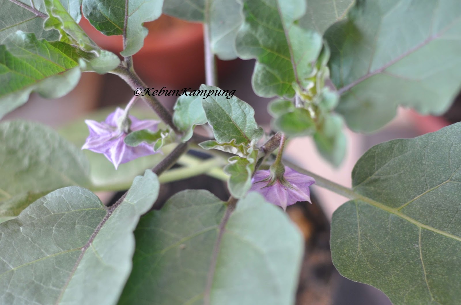 pokok terung mula berbunga