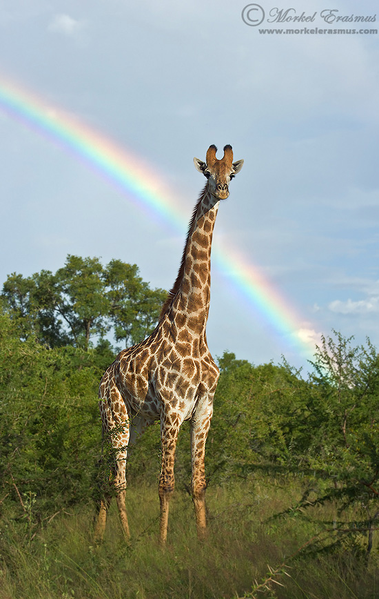 SAFFAscapes: PhotoShare: Noah's Giraffe