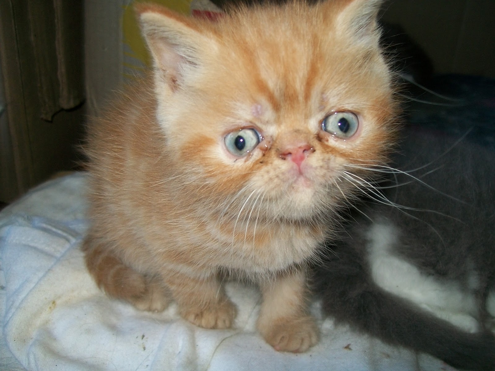 Criadero familiar Los gatos y perros de Lourdes: Sobre Paco Garfield