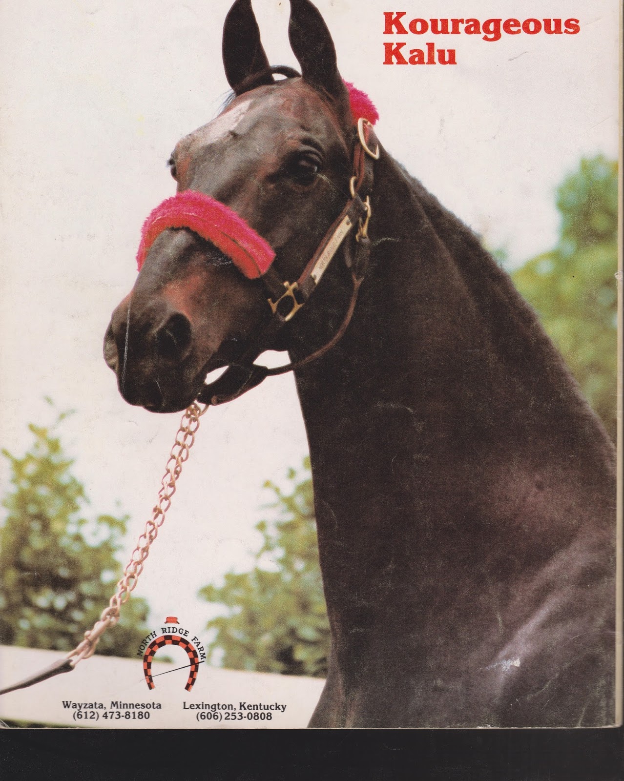 The American Saddlebred: 4/23/16 Kourgeous Kalu