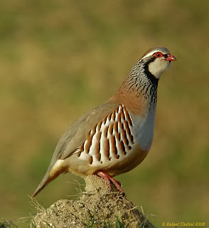 Época de cría de los pájaros: El perdigón o perdiz macho