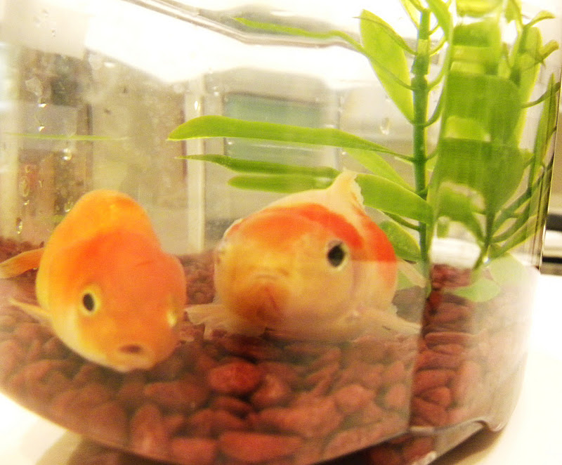 Mac and Fitz Speaks...: The Angelfish of Death...