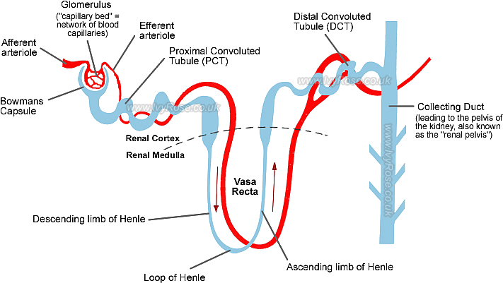 Michelle's Biology (:: 2.70) Nephron Structure