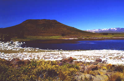 Biología y Geología en el IES Valle de Leiva: Biomas terrestres: Estepa.
