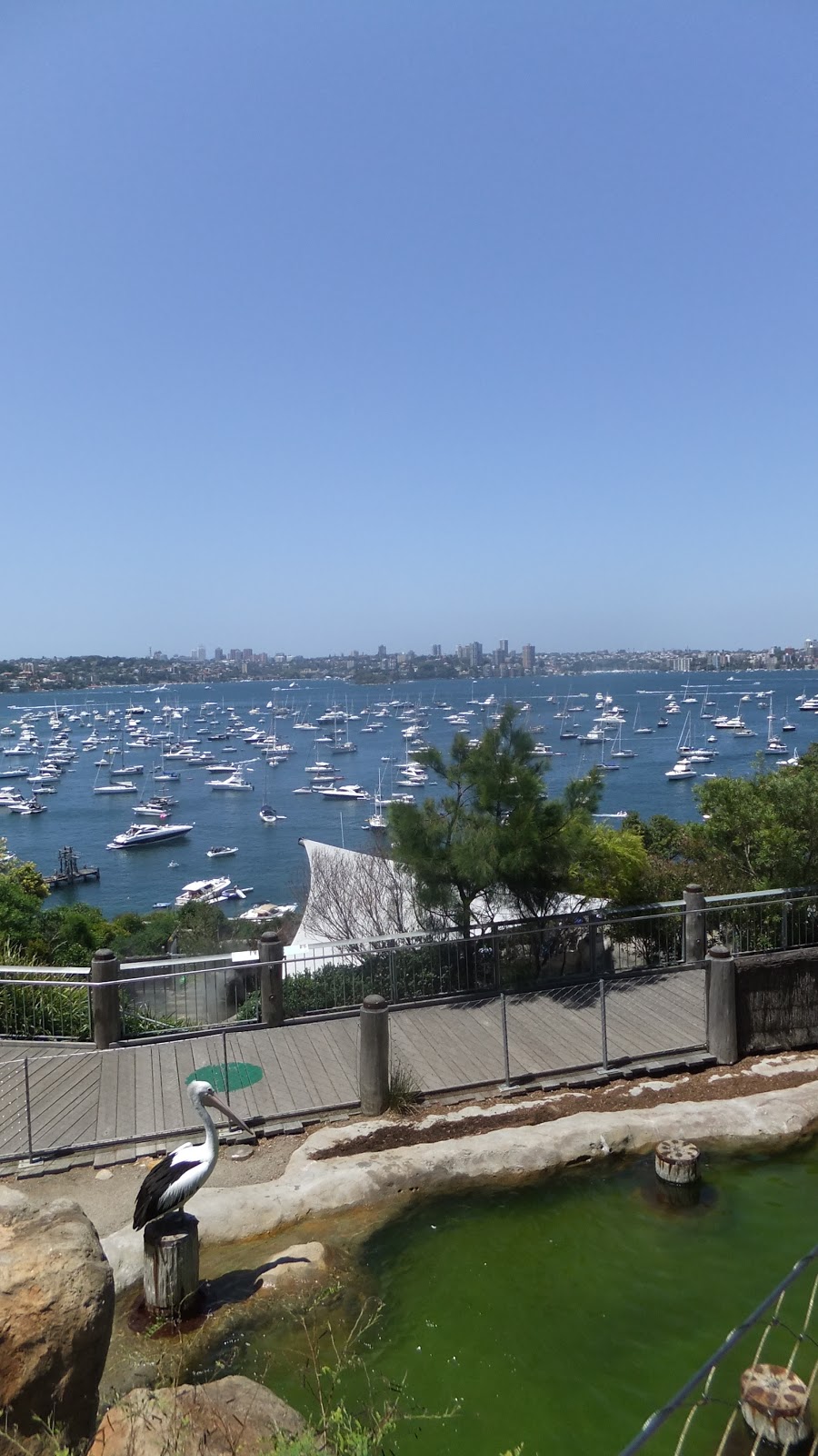 Justina-Overseas: Taronga Zoologijos Sodas Sidnėjus