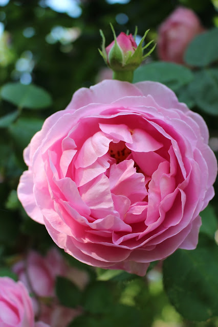 Notre jardin secret.: L'allée des roses