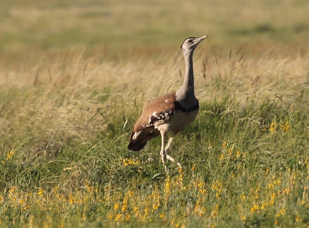 Central Australia Bird Photos: Australian Bustard - also known as Bush ...