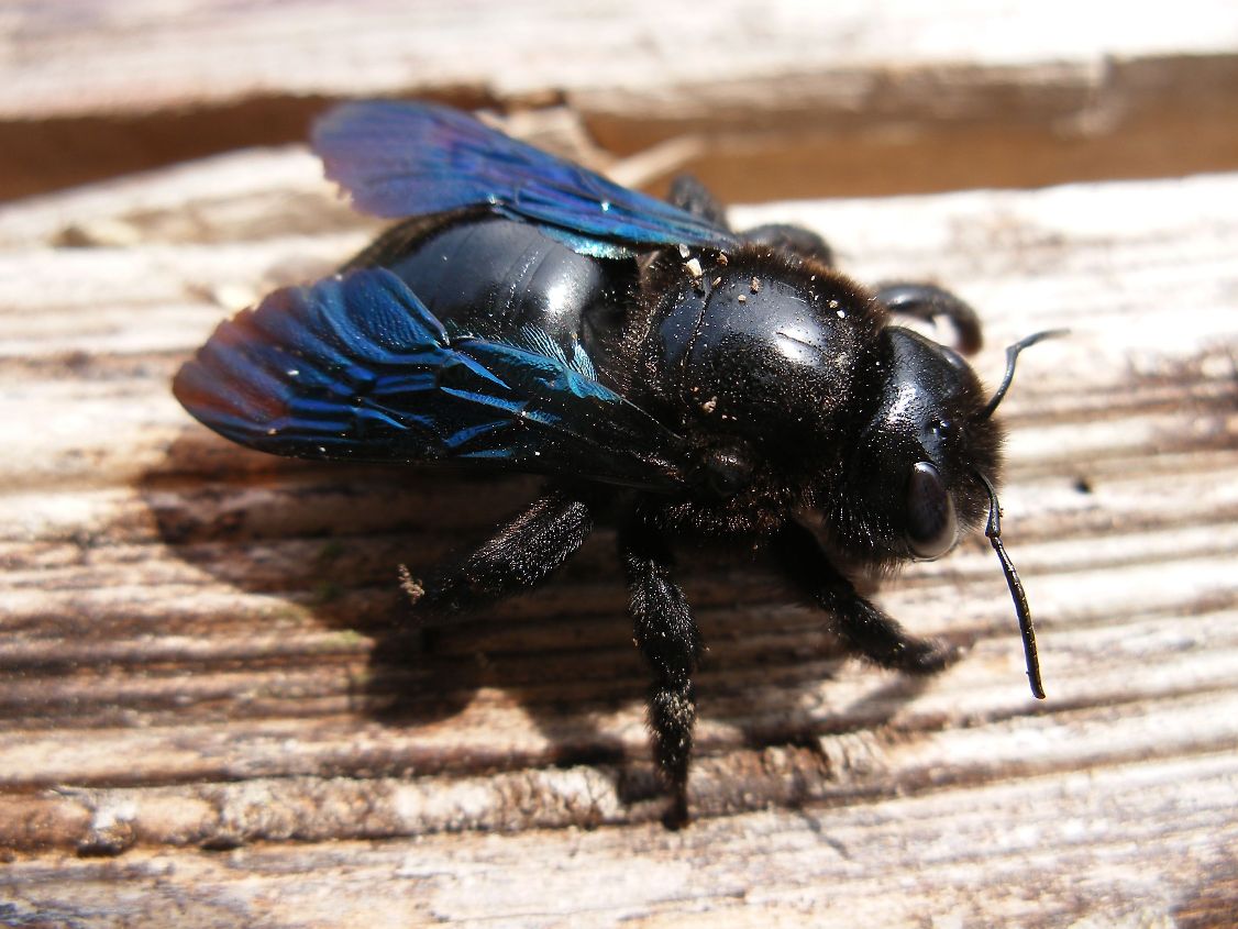 Kaufman Pictures: Rovarok és más gerinctelenek