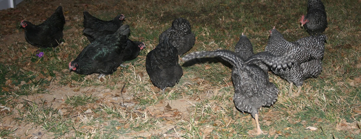 Cranky Puppy Farm: The Great Jailbreak of 2012