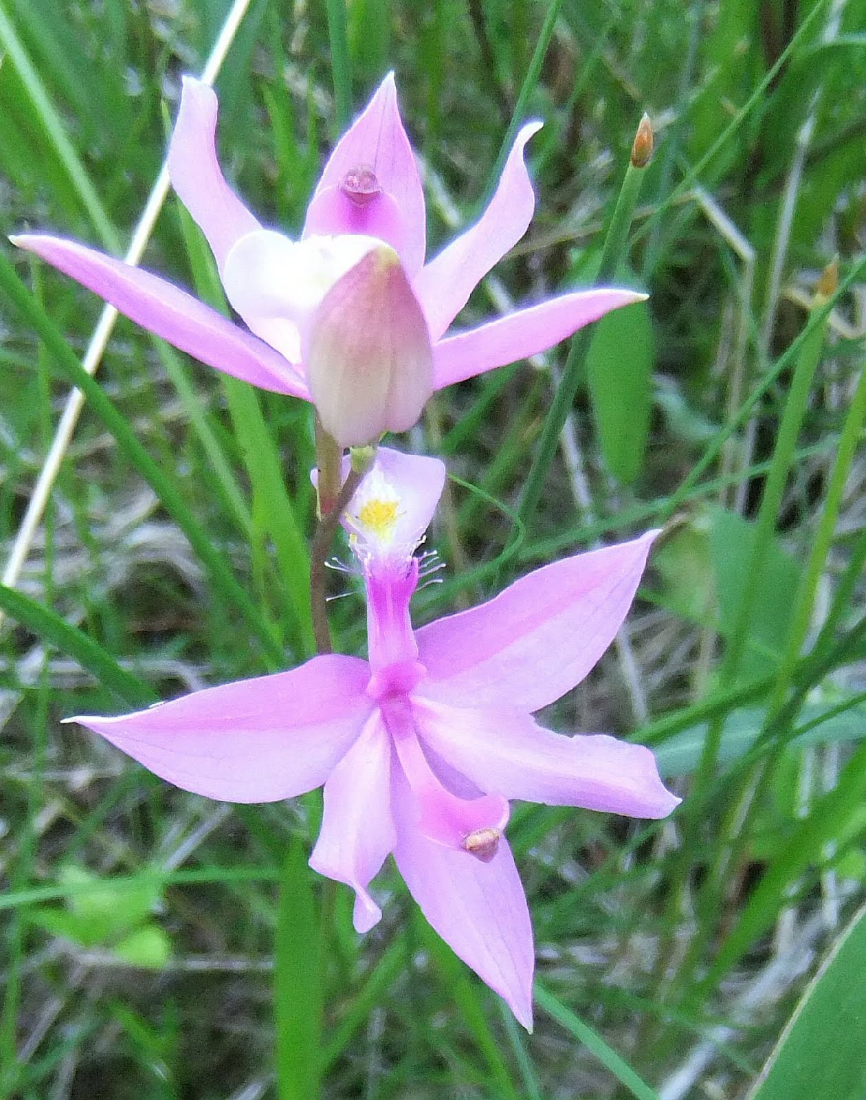Pauline Persing Art, Writing,& Natural History: More Ohio Orchids