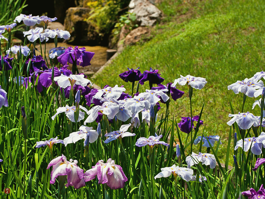 FROM THE GARDEN OF ZEN: Hanashobu (Iris ensata） flowers in Meigetsu-in